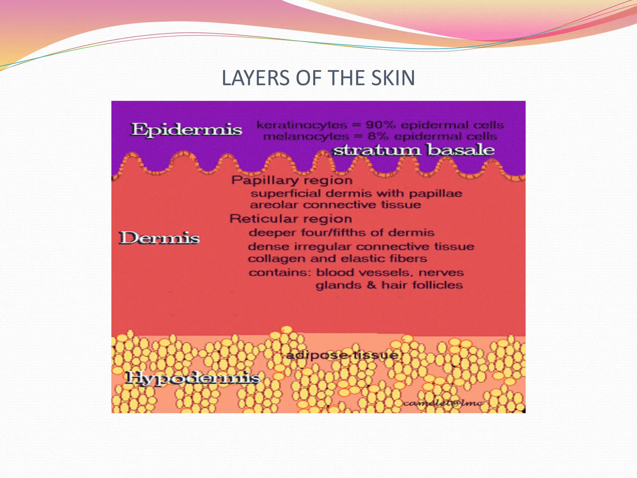 1_-Structure-And-Functions-Of-The-Skin.pdf