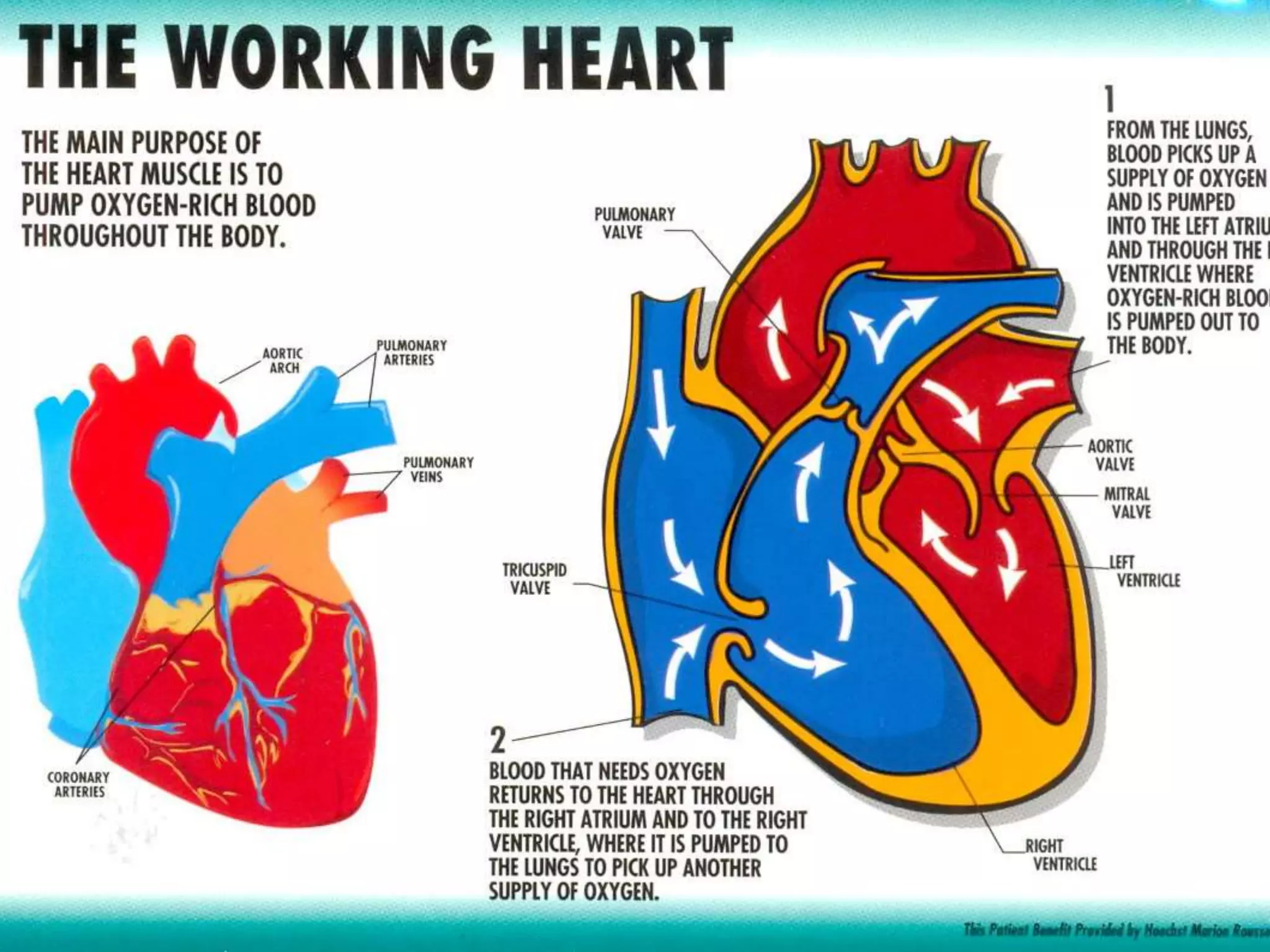 Structure and function of the Heart | PPTX