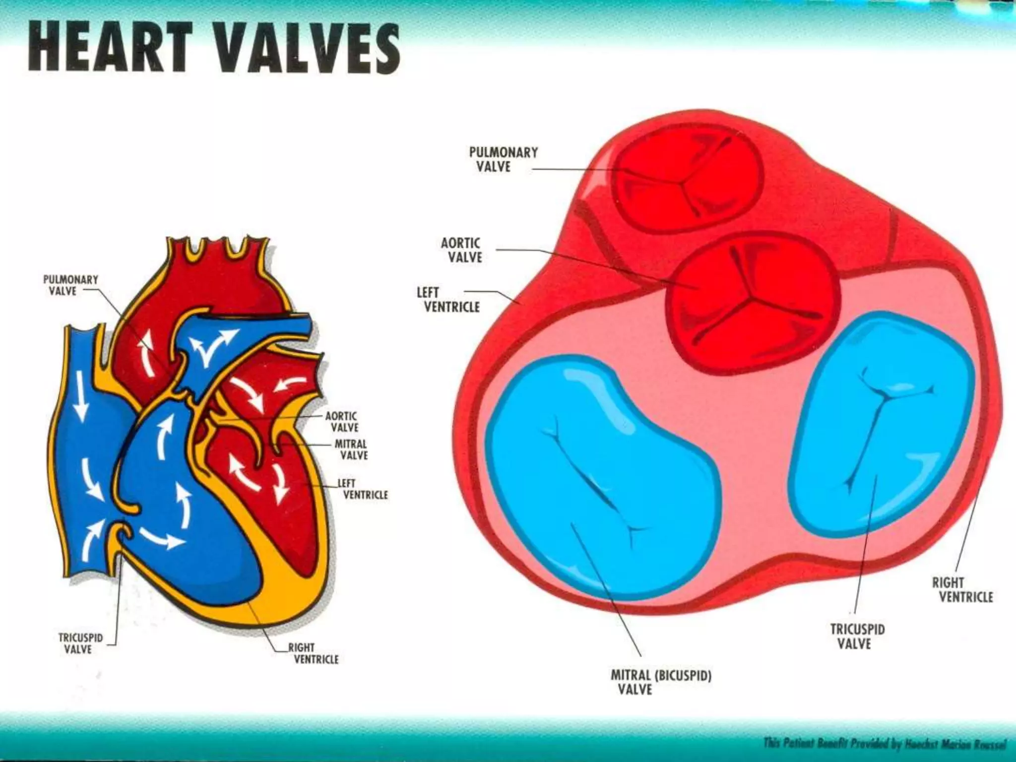 Structure and function of the Heart | PPTX