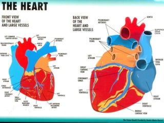 Structure and function of the Heart | PPTX