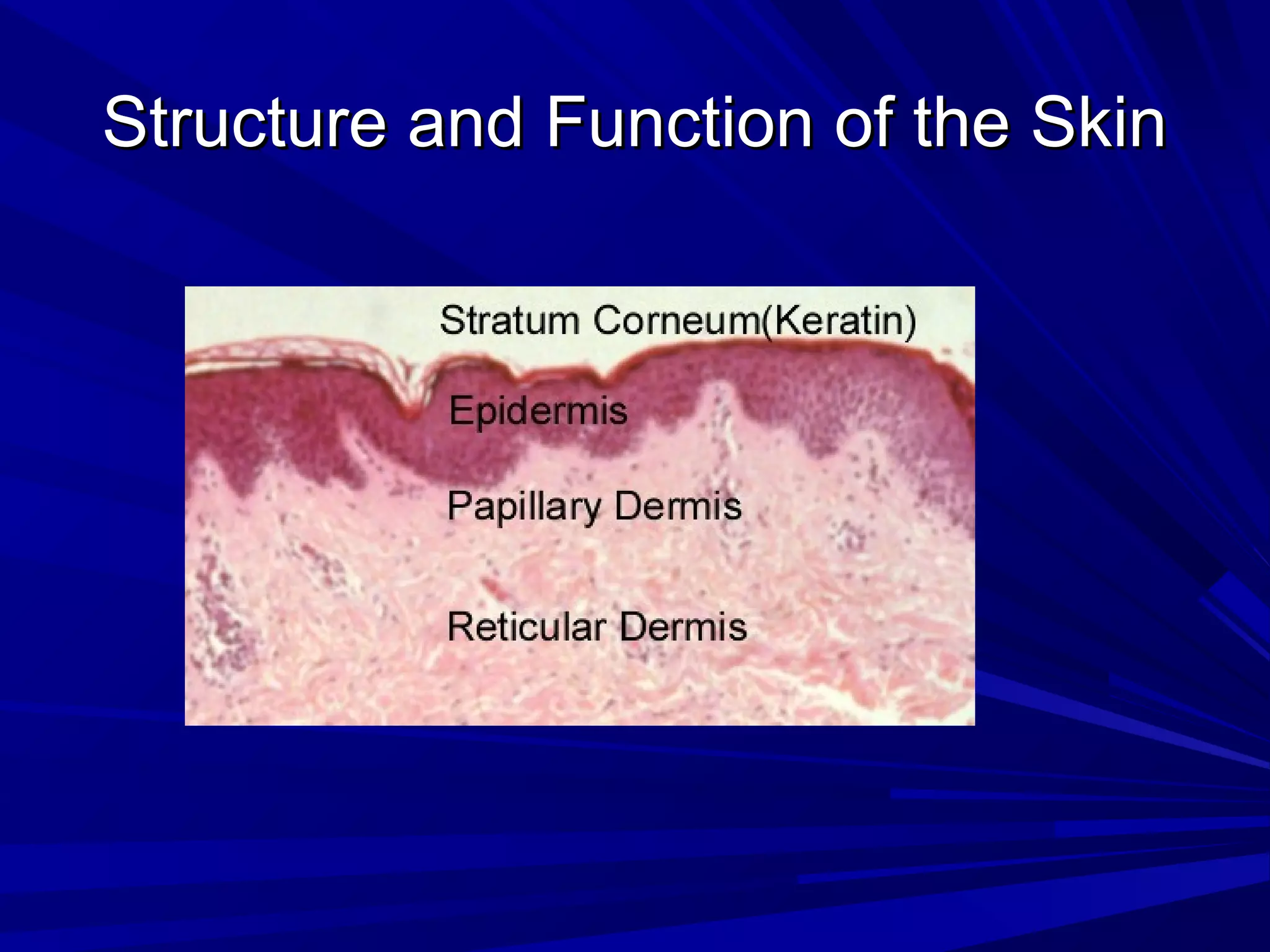1.structure and function of the skin rp | PPT
