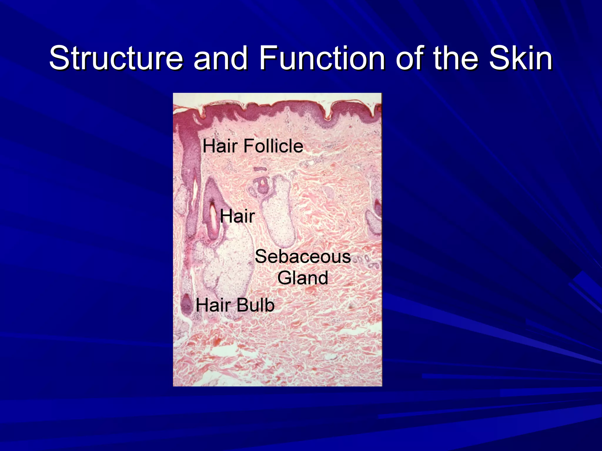 1.structure and function of the skin rp | PPT