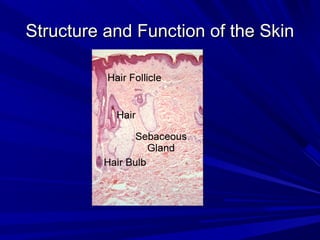 1.structure and function of the skin rp | PPT