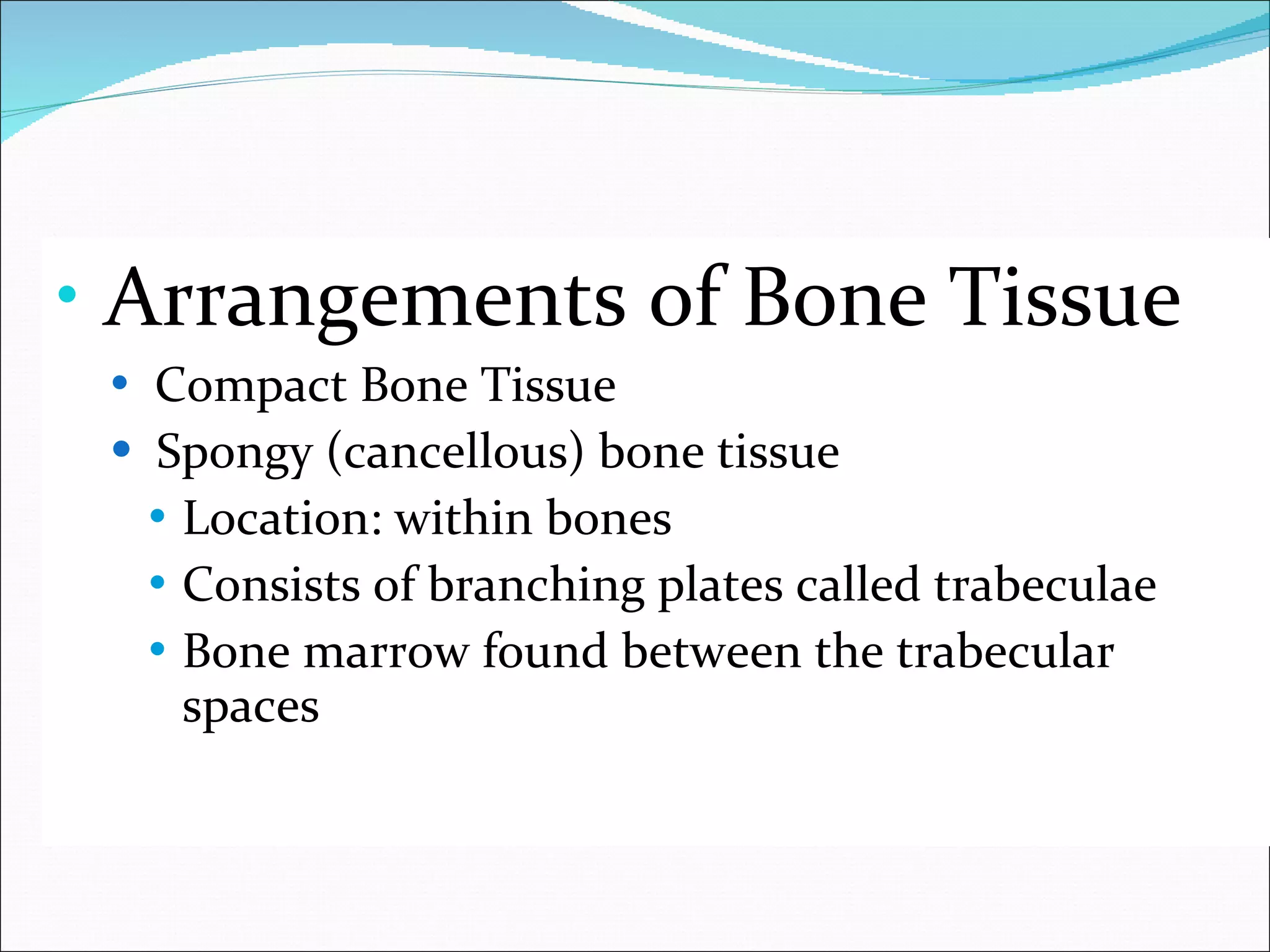 1.structure of bone | PPT