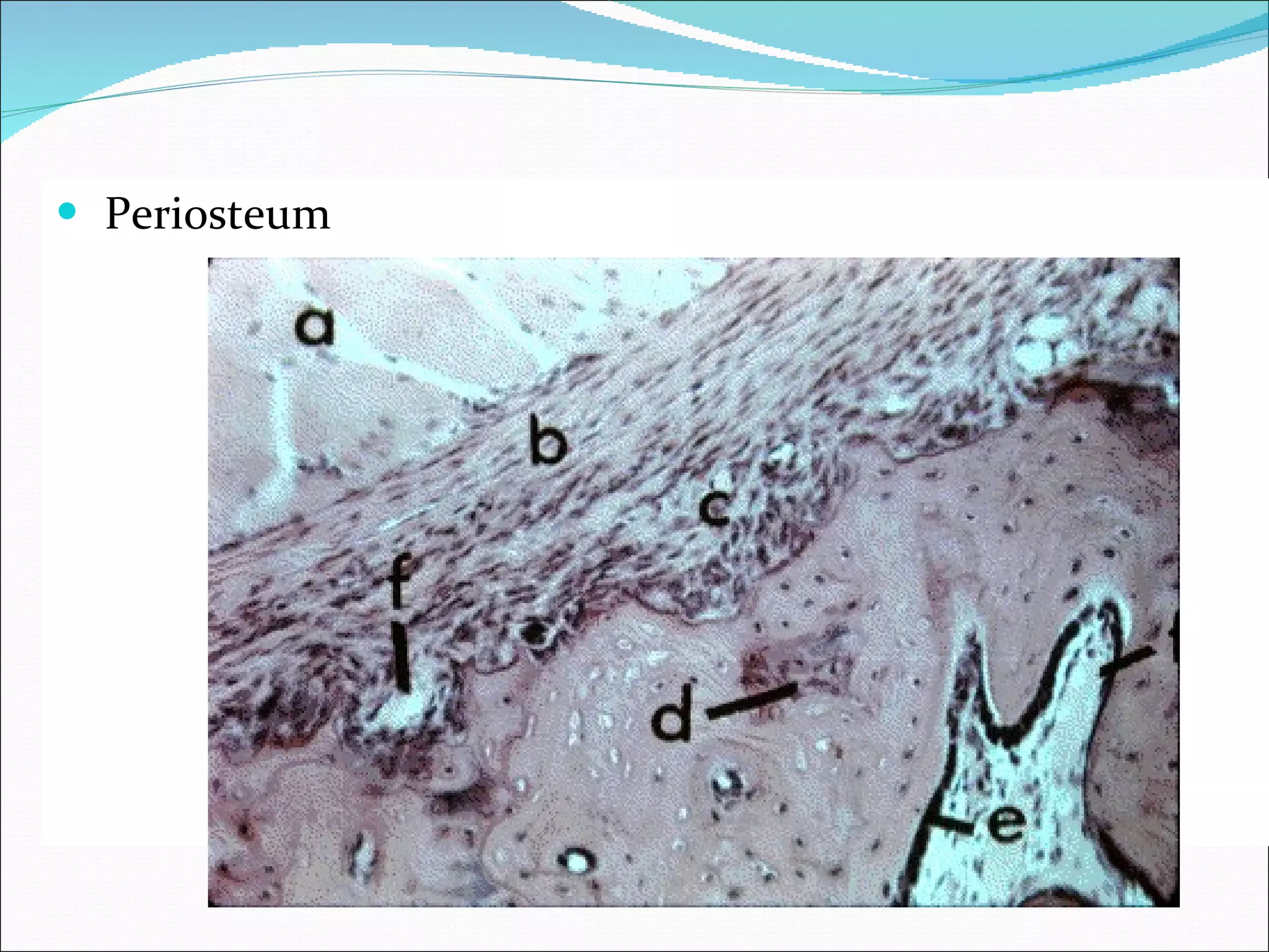 1.structure of bone | PPT