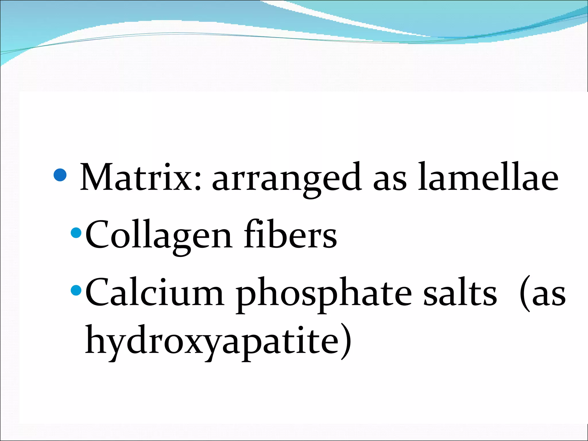 1.structure of bone | PPT