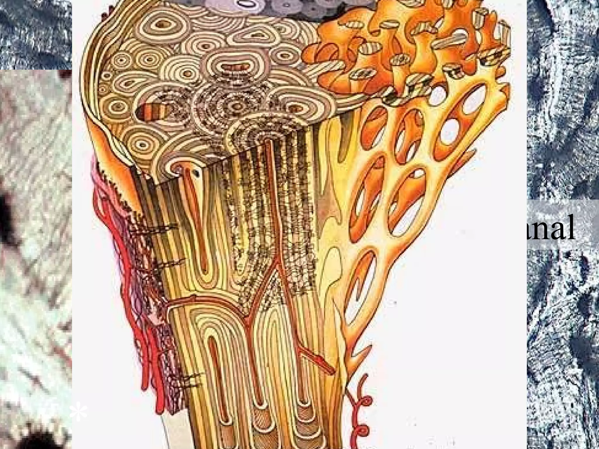 1.structure of bone | PPT