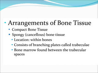 1.structure of bone | PPT