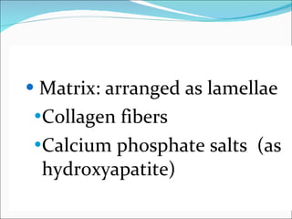 1.structure of bone | PPT
