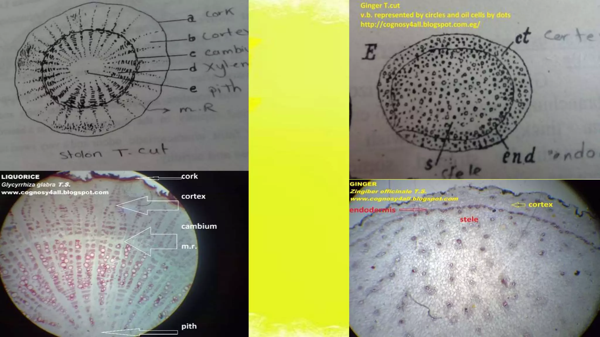 subterranean plant organs intro | PPT