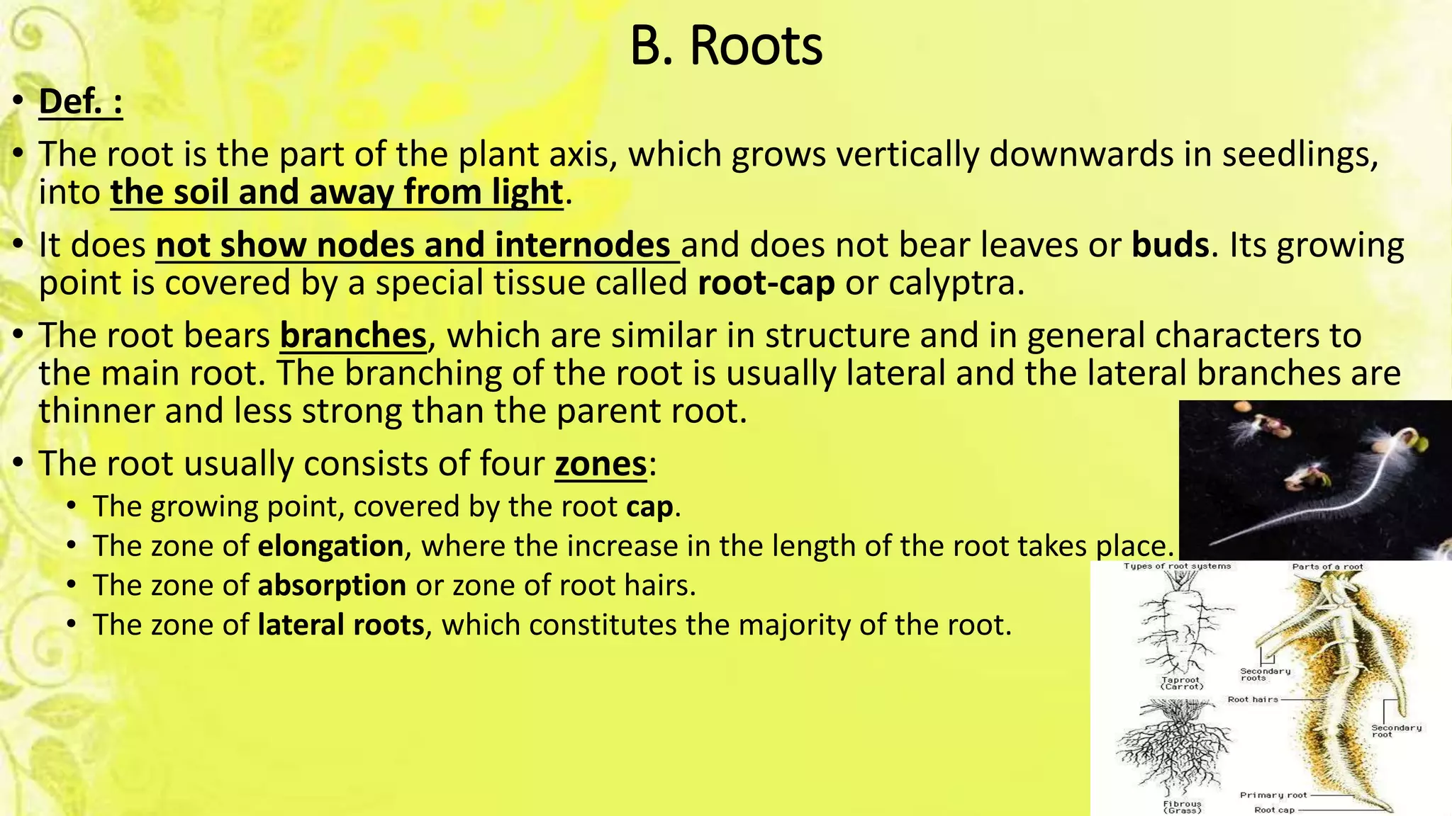 subterranean plant organs intro | PPT