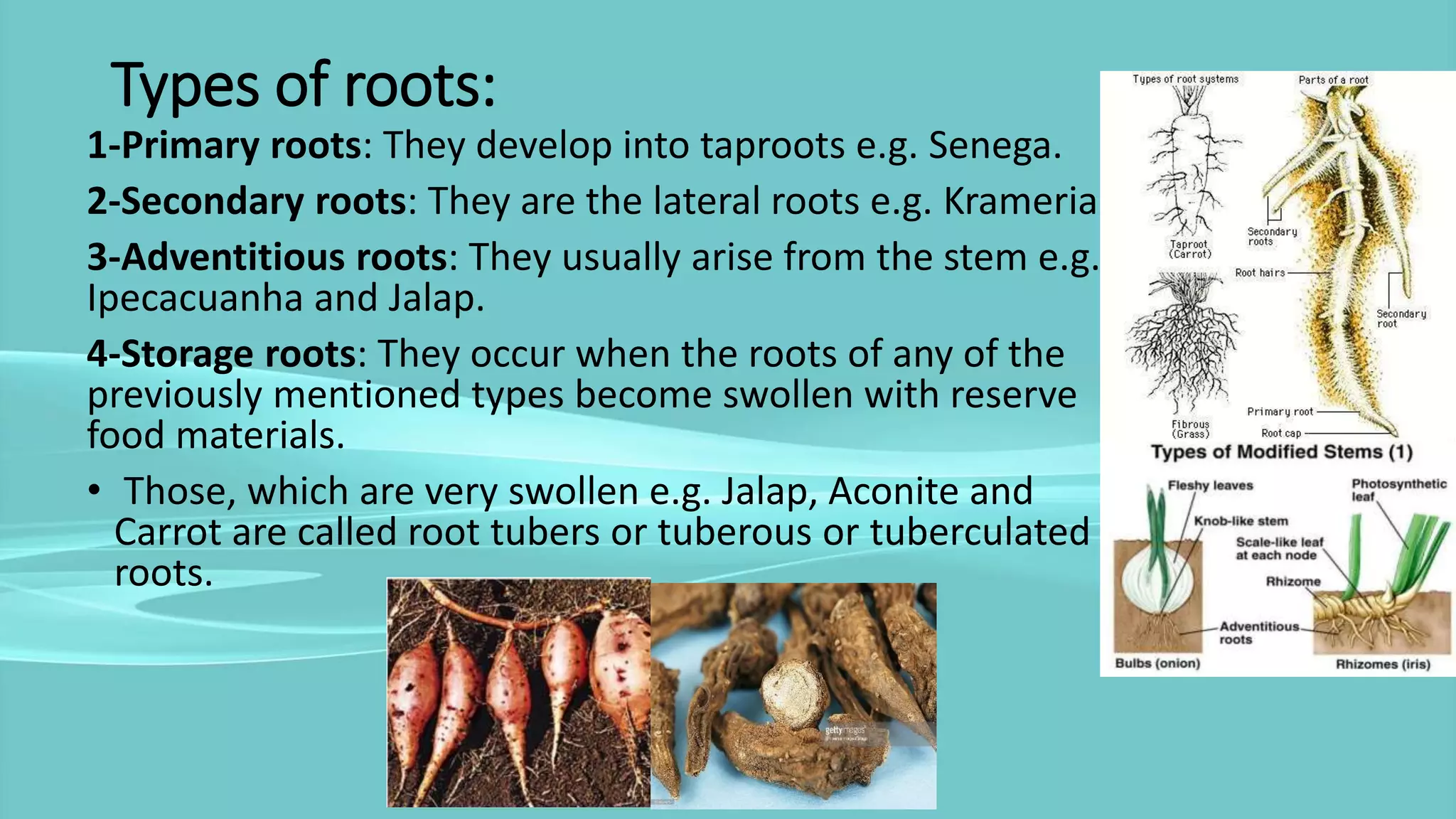 subterranean plant organs intro | PPT