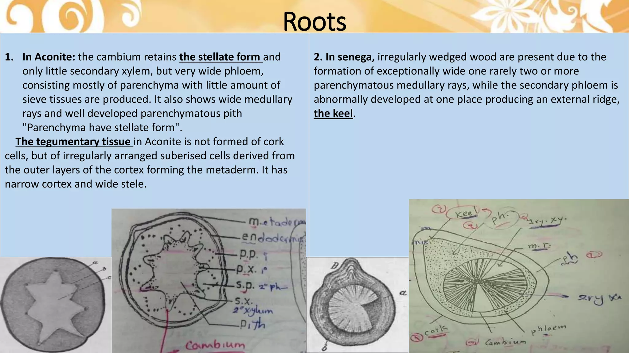 subterranean plant organs intro | PPT