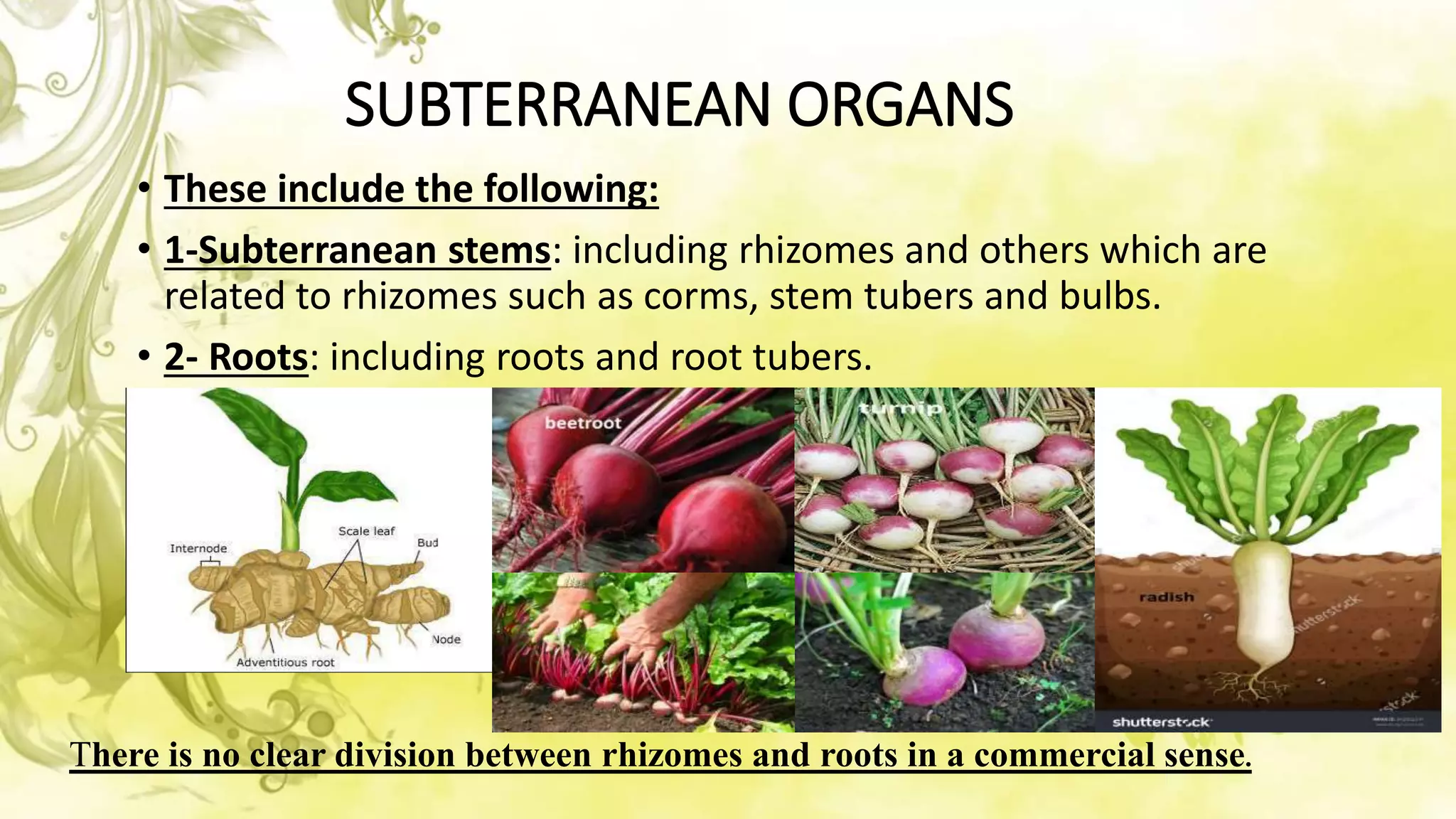 subterranean plant organs intro | PPT