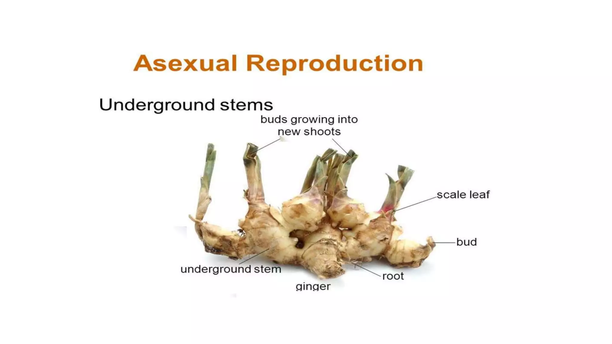 subterranean plant organs intro | PPT