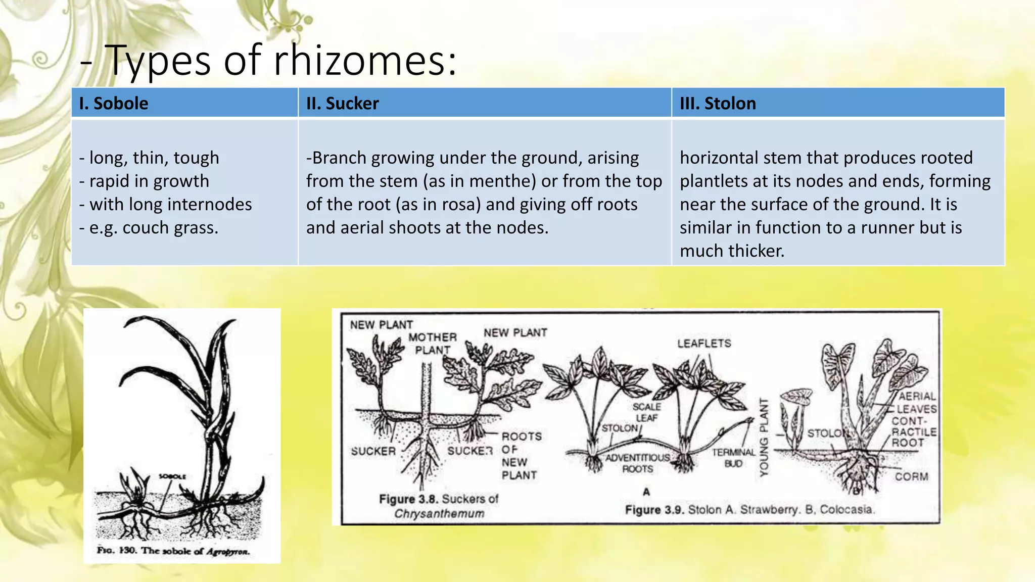 subterranean plant organs intro | PPT