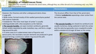 subterranean plant organs intro | PPT