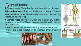 subterranean plant organs intro | PPT