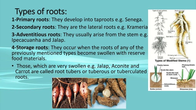 subterranean plant organs intro | PPT