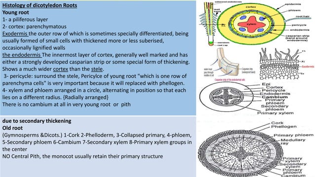 subterranean plant organs intro | PPT