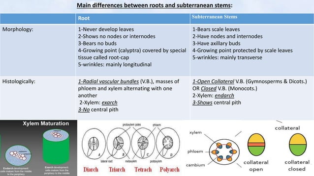 subterranean plant organs intro | PPT