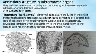 subterranean plant organs intro | PPT
