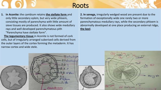 subterranean plant organs intro | PPT