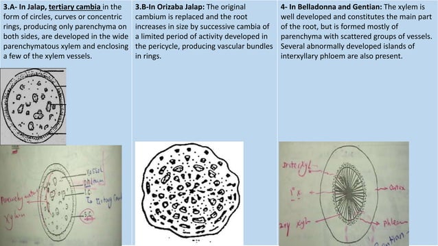 subterranean plant organs intro | PPT