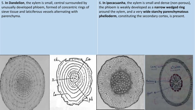 subterranean plant organs intro | PPT