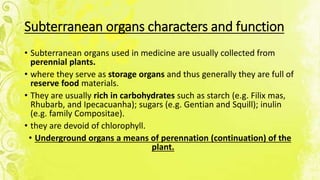 subterranean plant organs intro | PPT