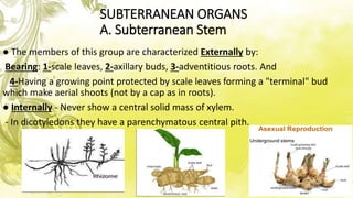 subterranean plant organs intro | PPT