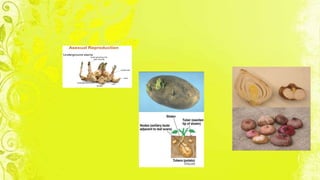 subterranean plant organs intro | PPT
