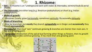 subterranean plant organs intro | PPTX