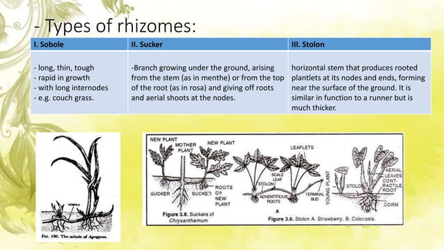subterranean plant organs intro | PPT