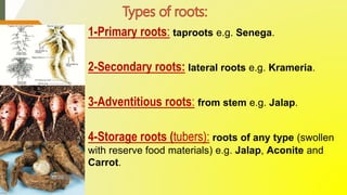 subterranean intro and liquorice | PPT