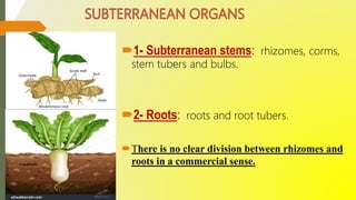 subterranean intro and liquorice | PPT