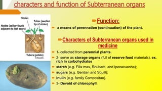subterranean intro and liquorice | PPT