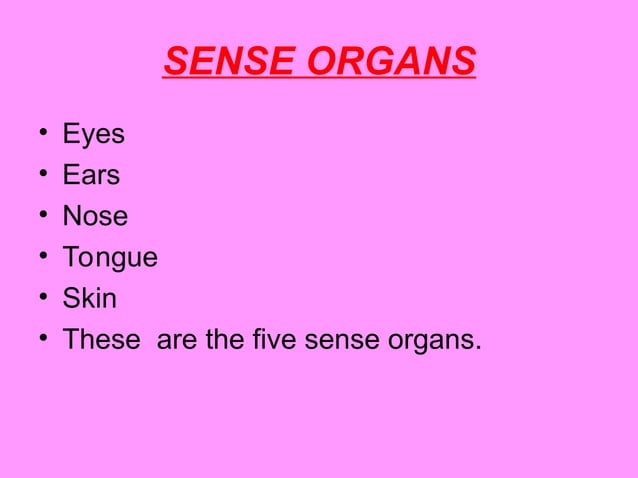 Animal Super Senses Lesson 1 Interesting | PPT
