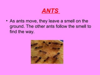 Animal Super Senses Lesson 1 Interesting | PPT