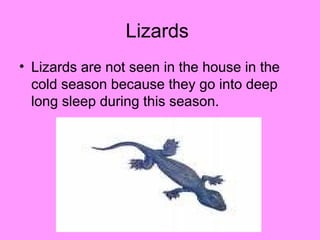 Animal Super Senses Lesson 1 Interesting | PPT