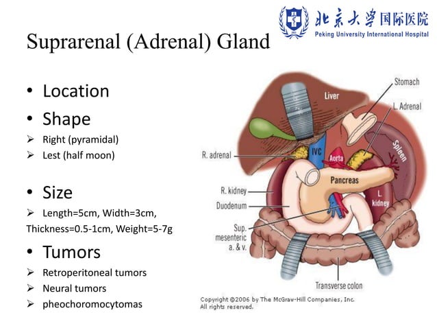 1- Surgical Anatomy of the Retroperitoneal & Pelvic Extraperitoneal ...