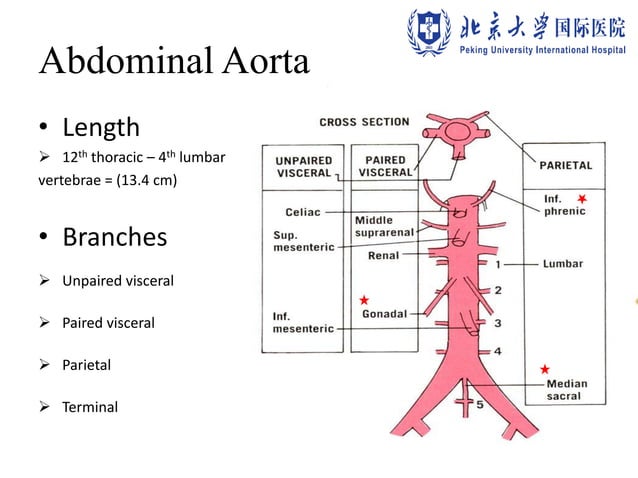 1- Surgical Anatomy of the Retroperitoneal & Pelvic Extraperitoneal ...