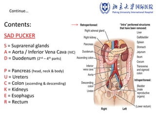 1- Surgical Anatomy of the Retroperitoneal & Pelvic Extraperitoneal Space | PDF