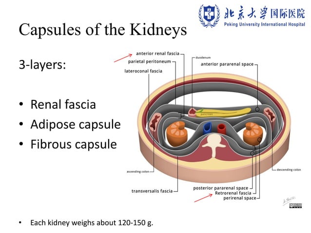 1- Surgical Anatomy of the Retroperitoneal & Pelvic Extraperitoneal ...