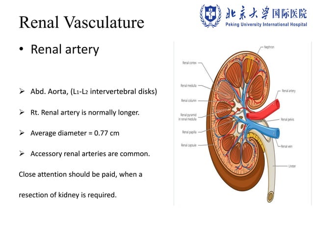 1- Surgical Anatomy of the Retroperitoneal & Pelvic Extraperitoneal ...