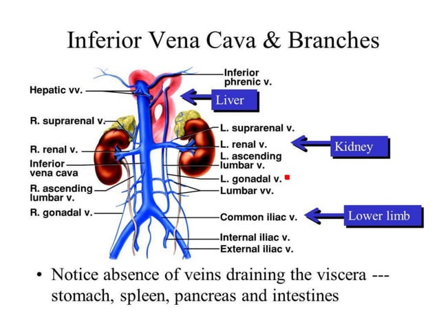1- Surgical Anatomy of the Retroperitoneal & Pelvic Extraperitoneal Space