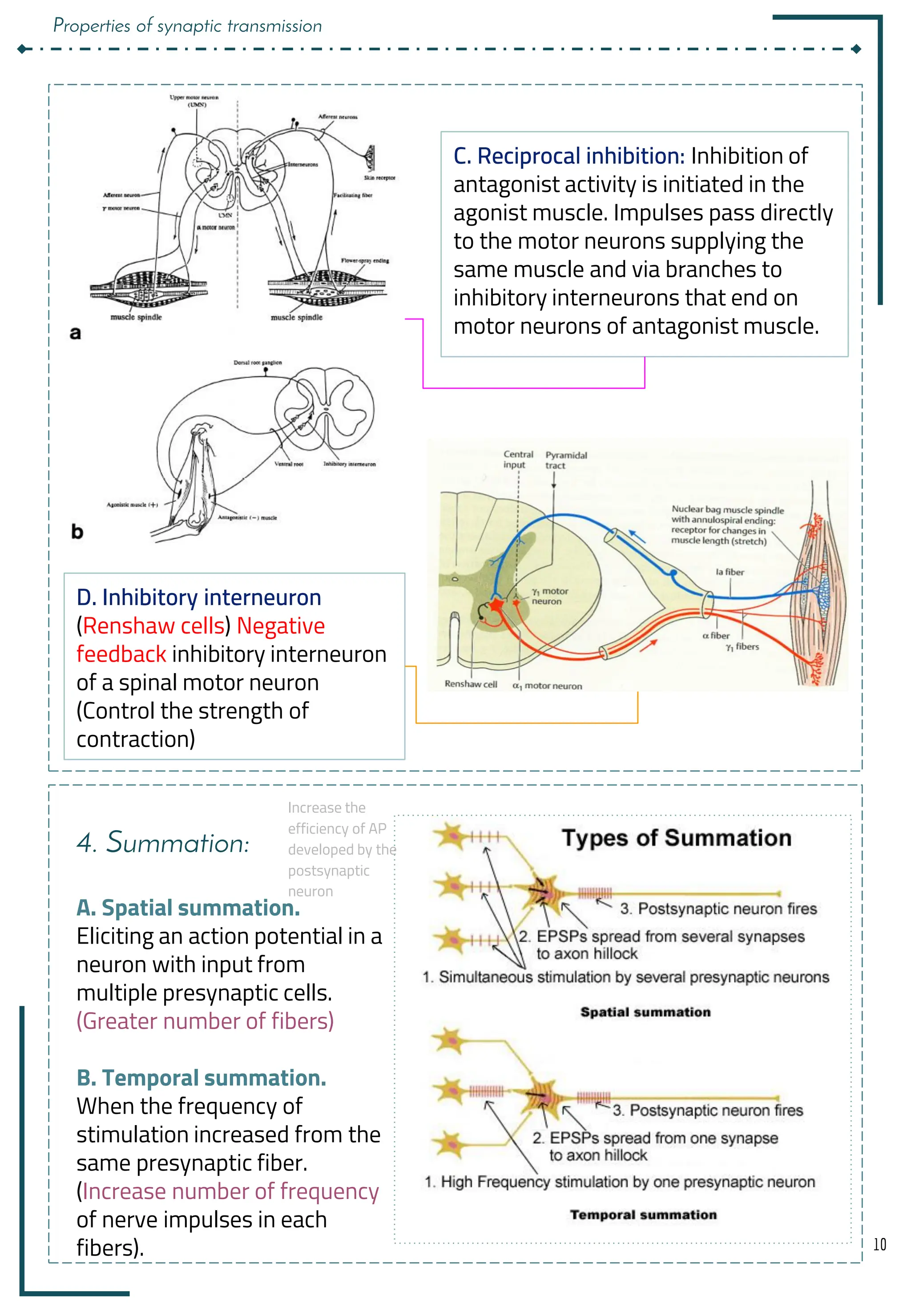 1- Synapses & synaptic transmission(Updated)(0).pdf