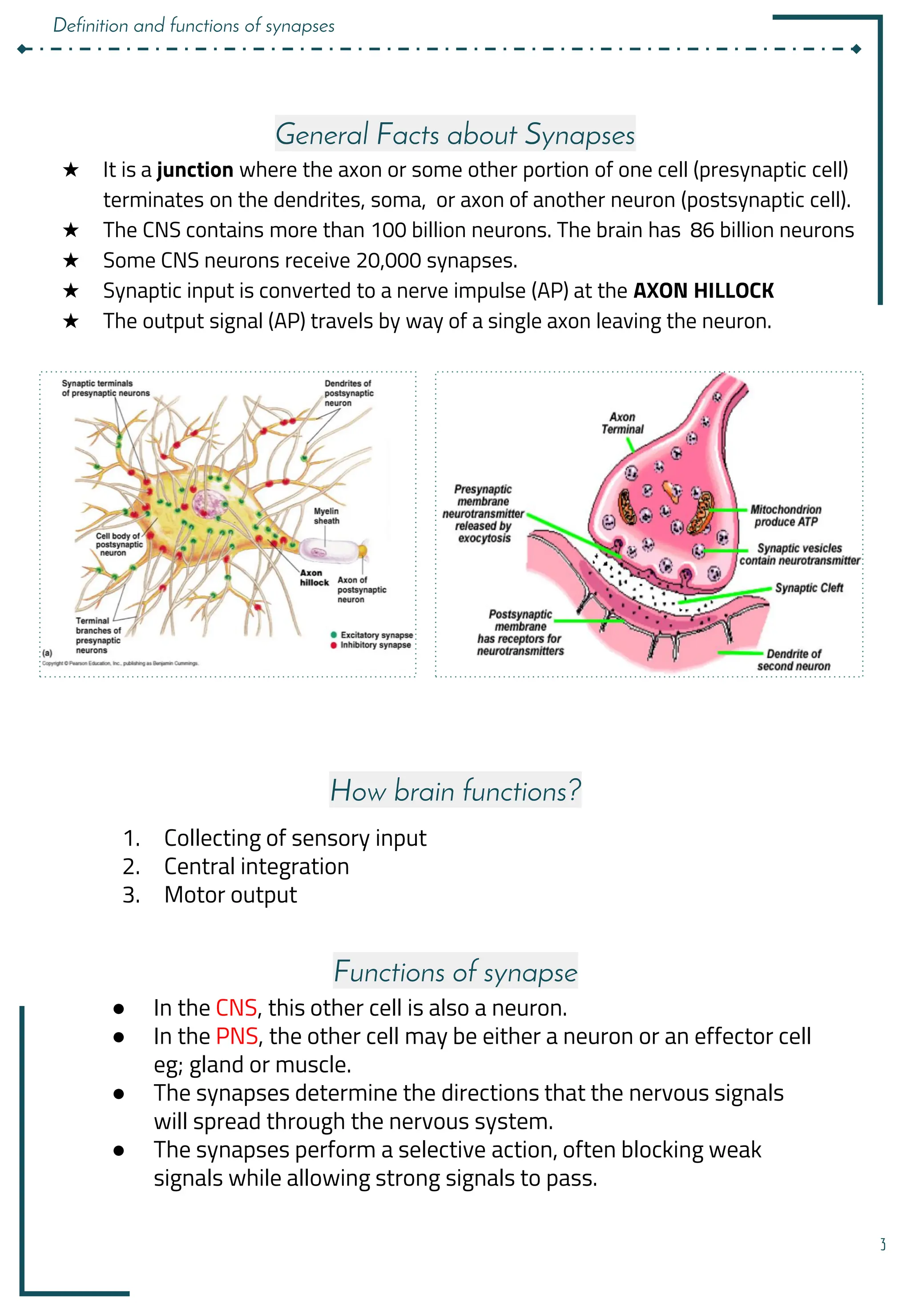 1- Synapses & synaptic transmission(Updated)(0).pdf