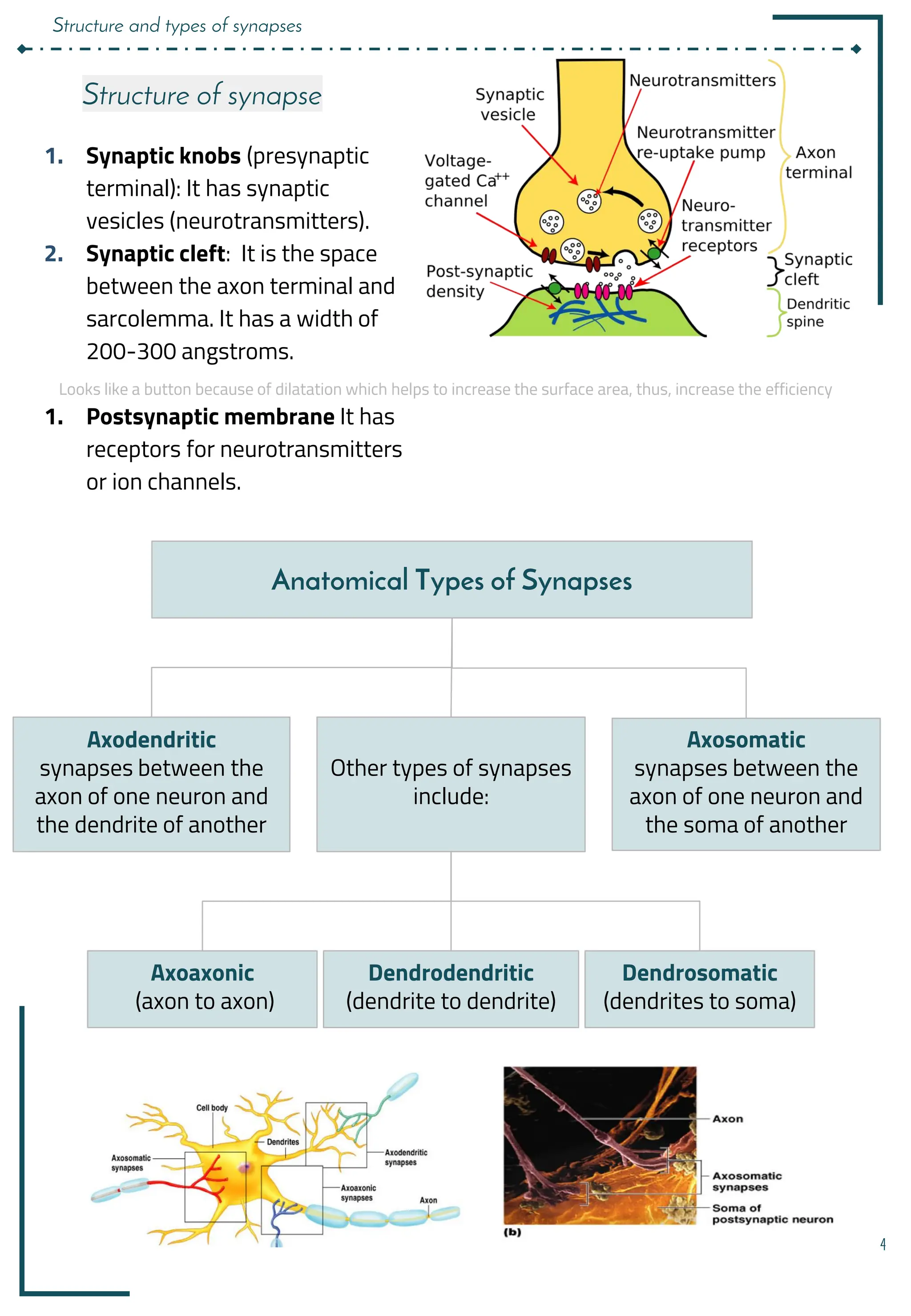 1- Synapses & synaptic transmission(Updated)(0).pdf