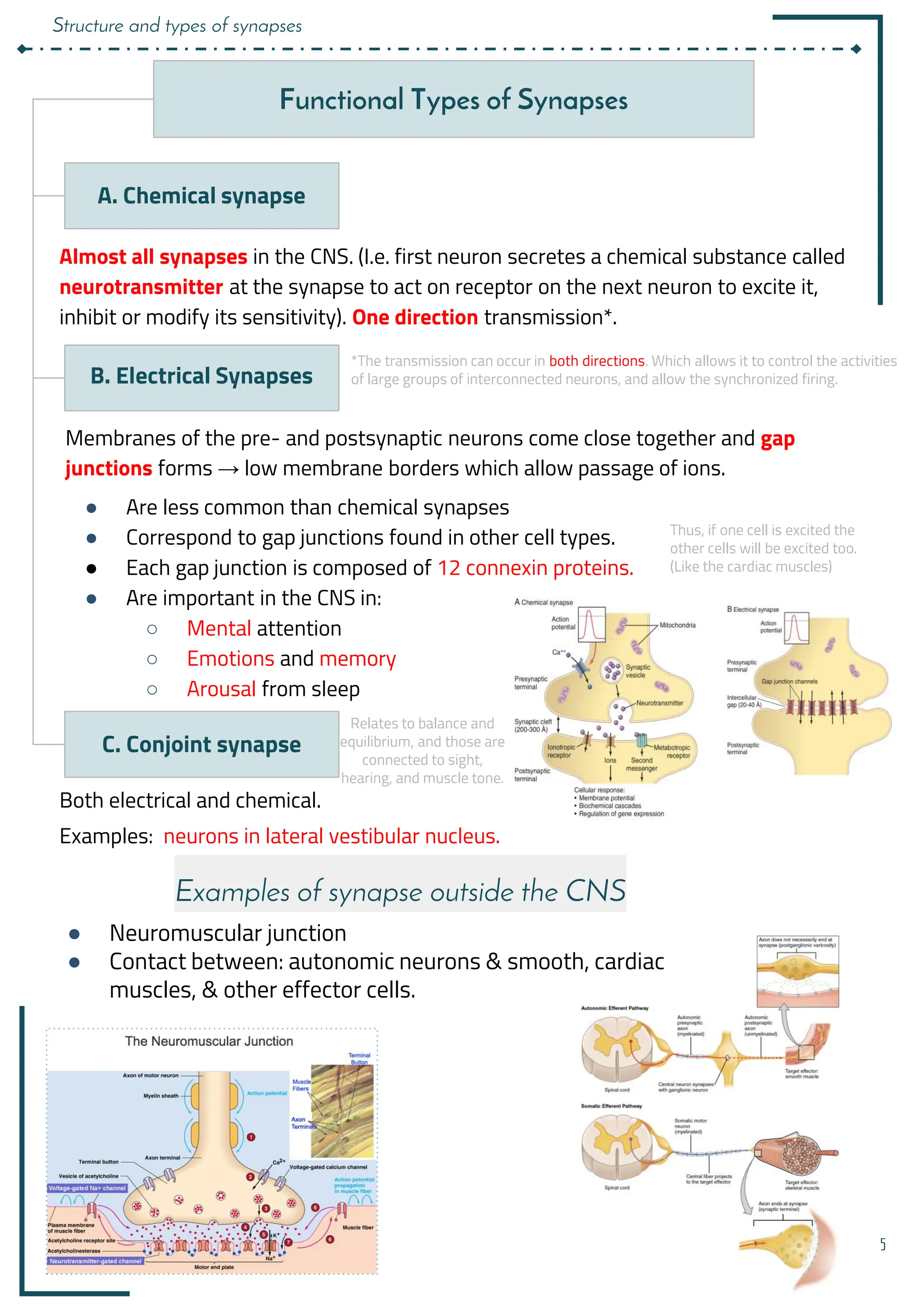 1- Synapses & synaptic transmission(Updated)(0).pdf